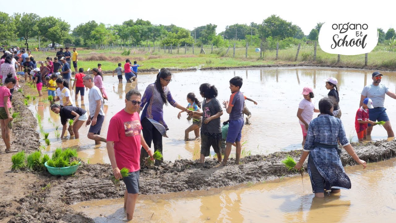 Paddy Plantation and Puddle Play at Organo Farm - YouTube
