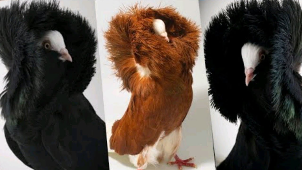 Jacobin pigeon breeding pairs | fancy pigeon breeds | kabootar ki video ...