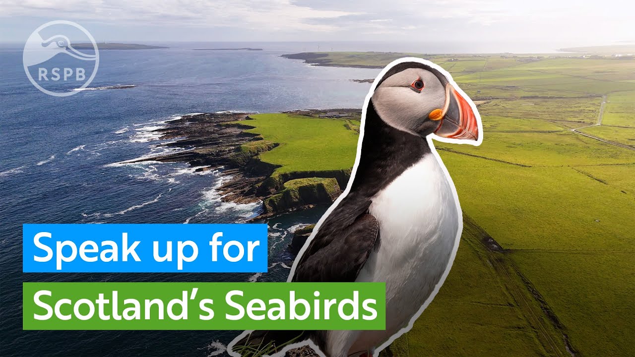 You can speak up for Scotland's Seabirds - YouTube