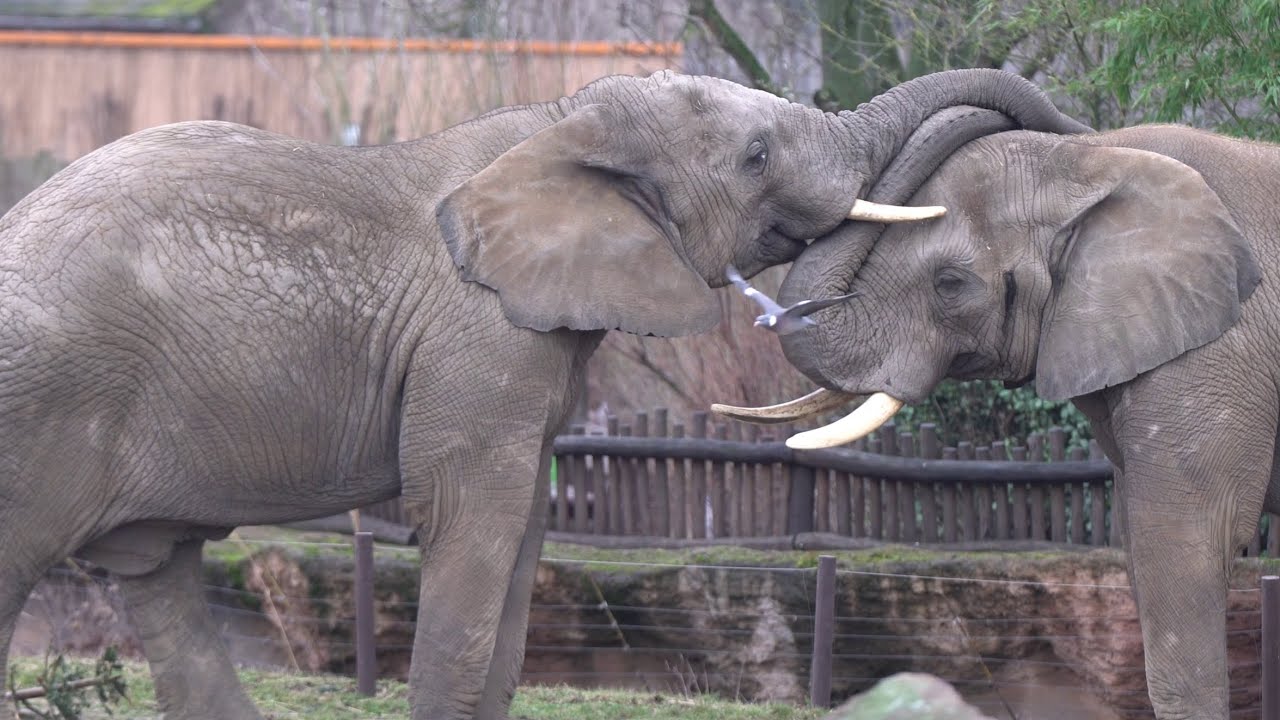 African elephant 4k,zoo magdeburg,zoo elephant video,zoo animals 4k ...