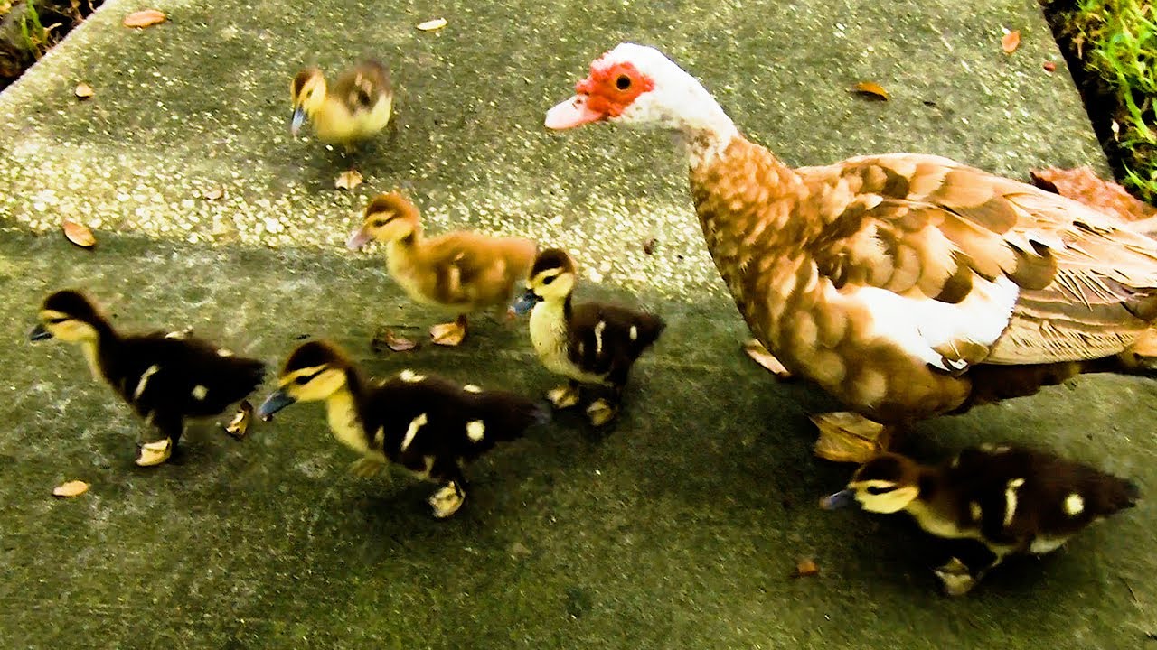 Two Week Old Ducklings & Trixie Eats Later || The Ducks - YouTube