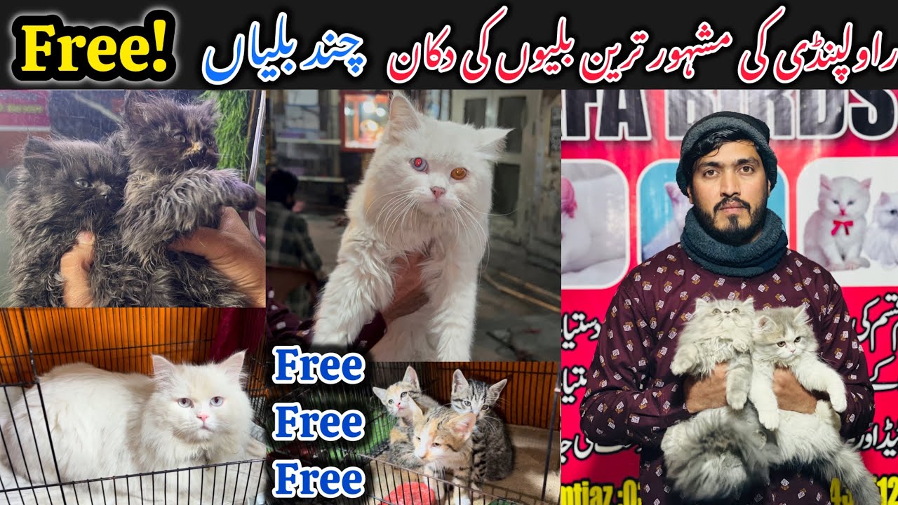 High quality cats in very cheep price || must watch for free cats ...
