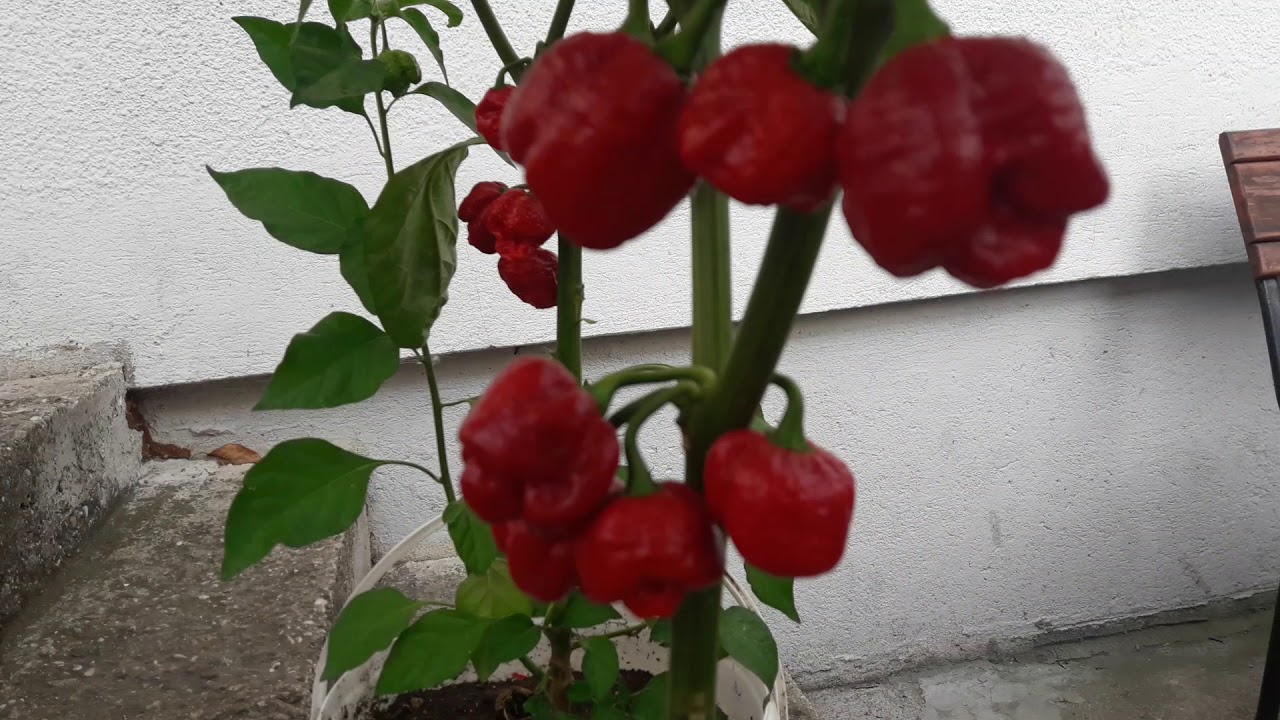 7 Pod SR - Chili Pepper - YouTube