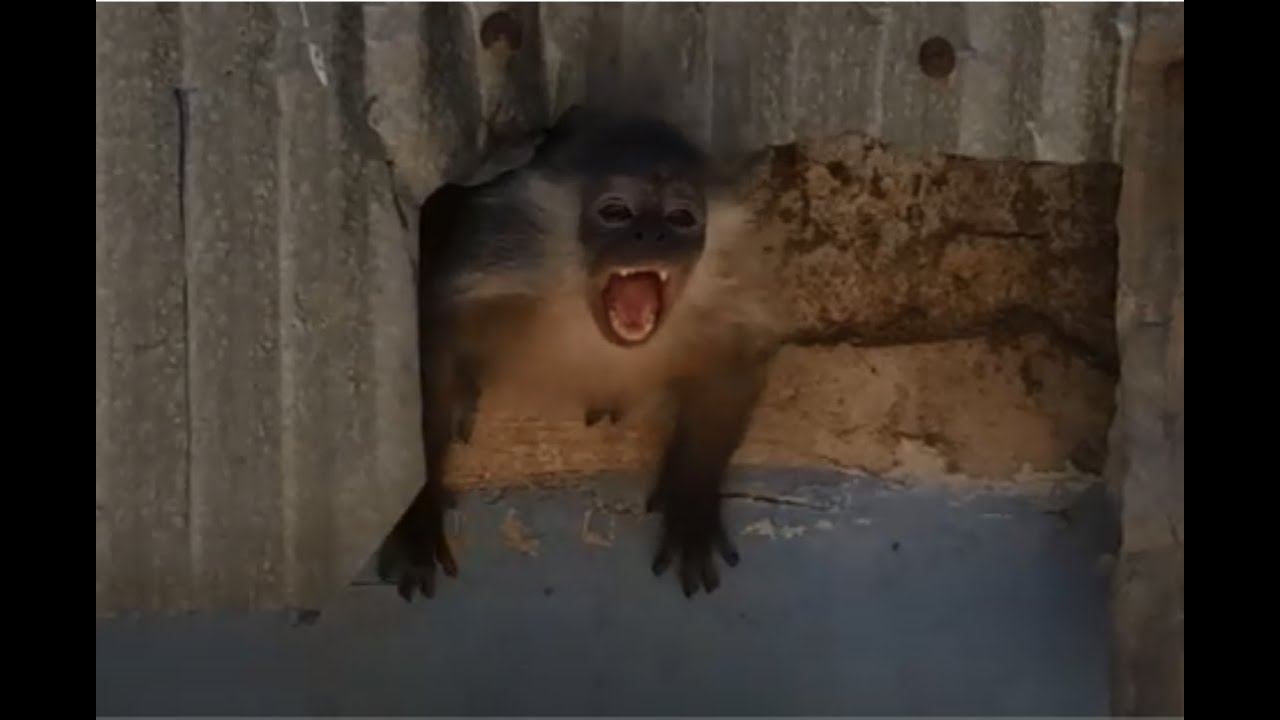 Million Sad !! Lovely Baby Monkey Yoo Crying Loudly And Run Forward To ...