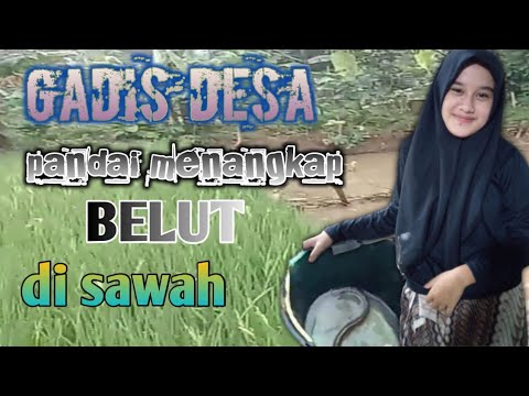 Gadis Desa Sukamakmur, mencari belut di sawah, seru_lucu