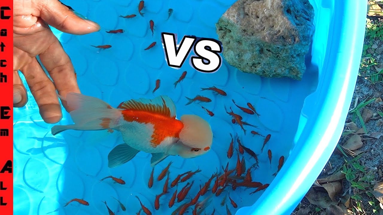 FISH BATTLE ROYALE **One Eyed KING vs The 100** - YouTube