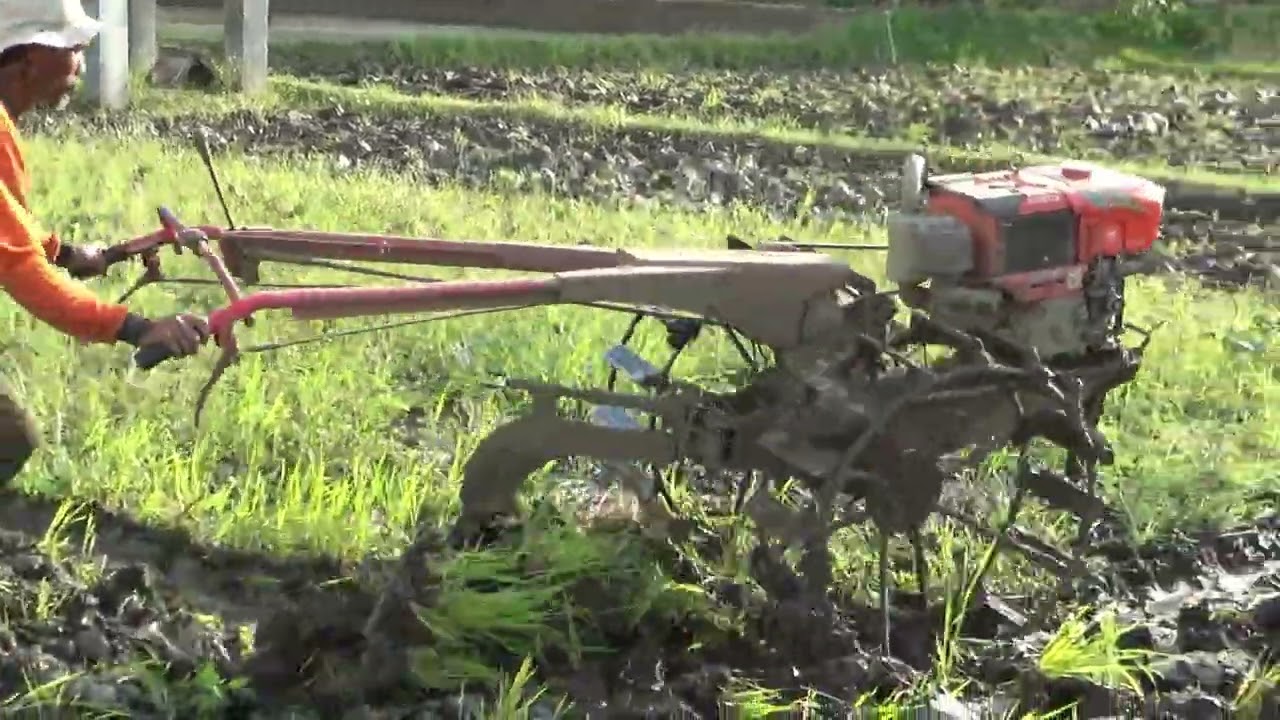 Penuh Semangat !! Traktor Sawah Singkal Lahan Kering Dengan Cepat Dan ...