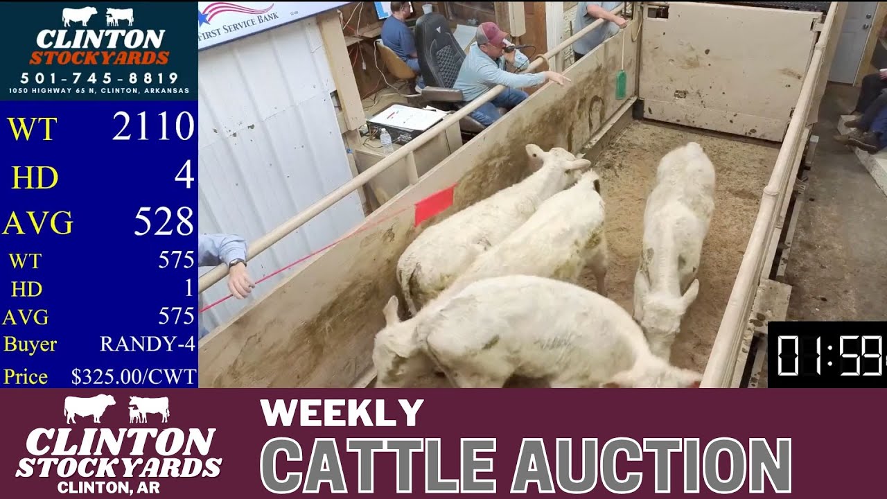 4/19/2025 - Cattle Auction - Clinton Stockyards - YouTube