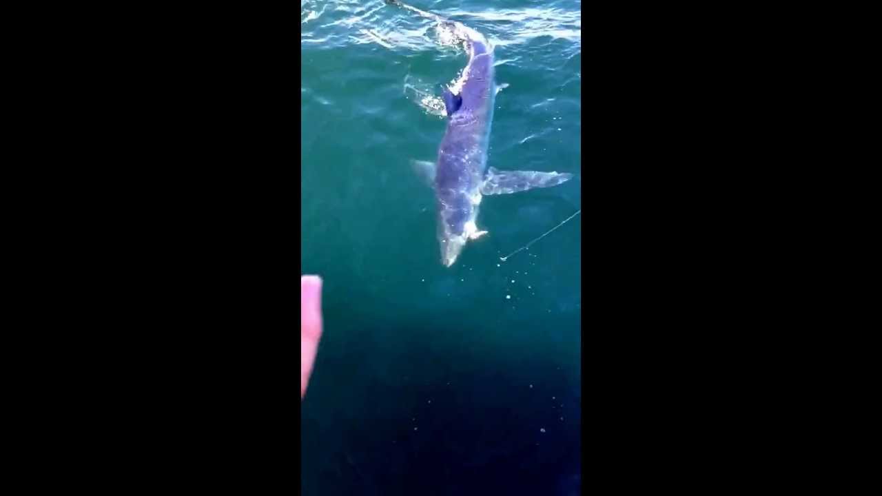 Two blue sharks eating my fish - YouTube
