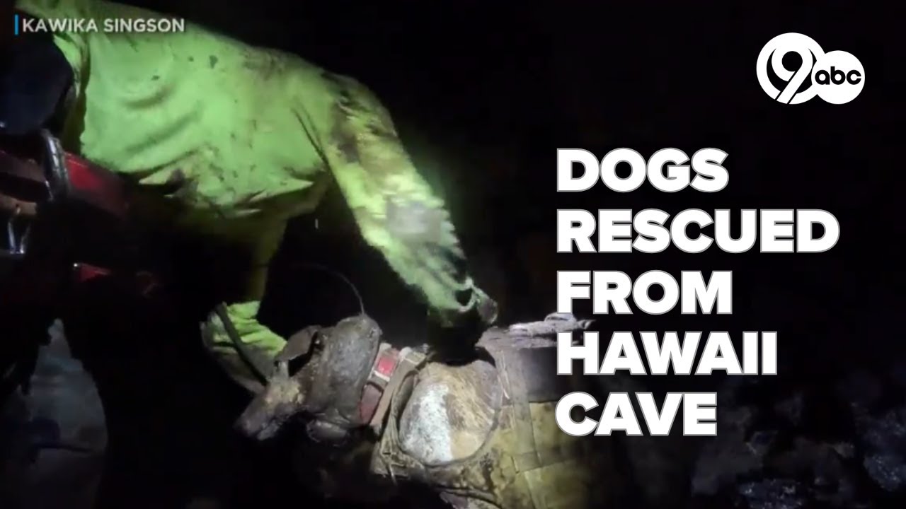 Video shows dogs being rescued from deep inside cave in Hawaii - YouTube