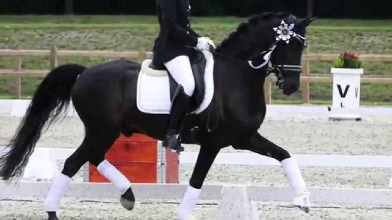 Top FEI Dressage Pony For Sale - YouTube