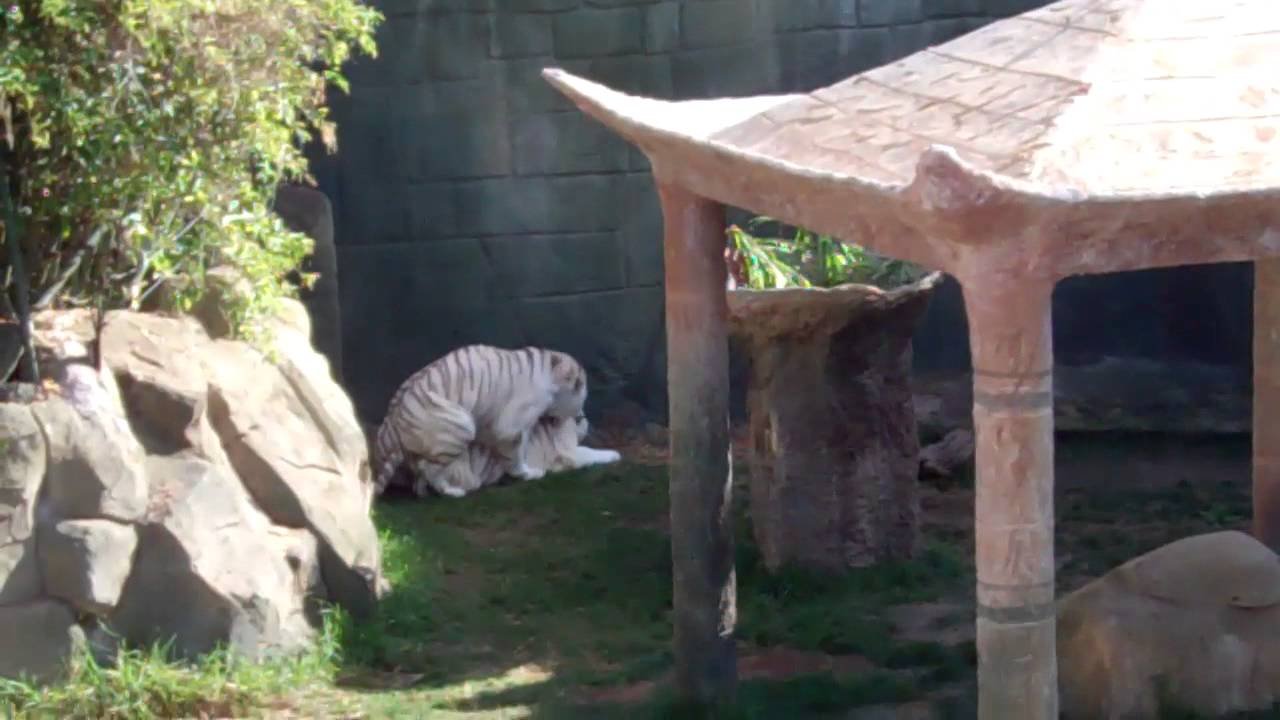 White Tigers Mating in Lanza Zoo - YouTube