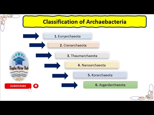 Voorbeelden Van Archaebacteria Namen Heterorhabditis Bacteriophora