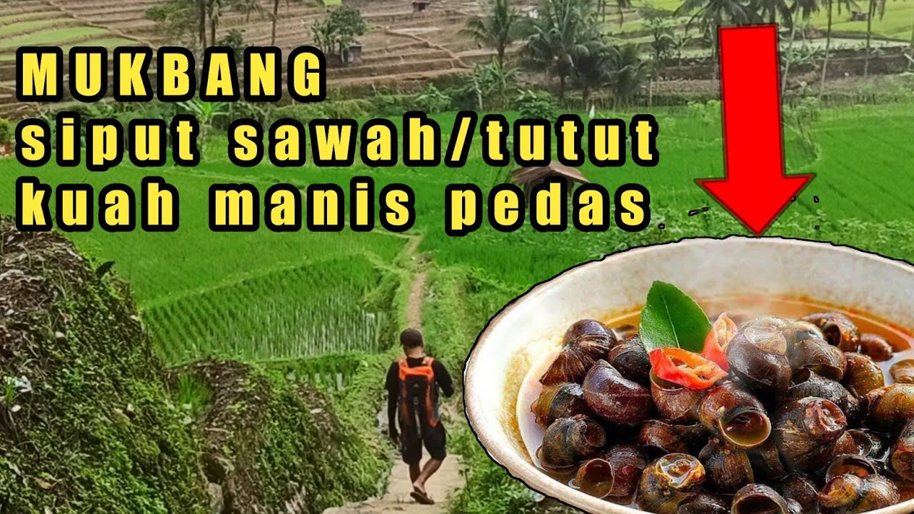 Berburu dan memasak siput sawah manis pedas dan gurih - YouTube