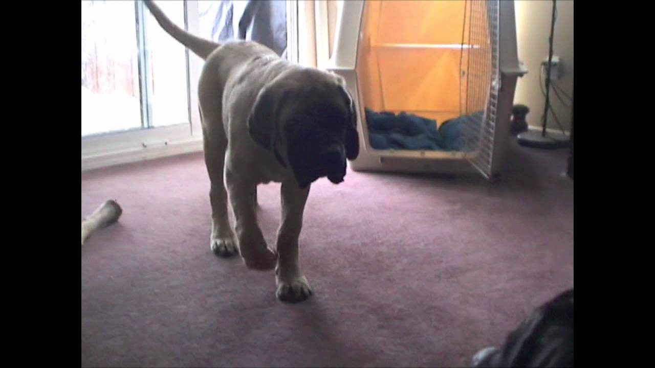 ENGLISH MASTIFF & CANE CORSO PLAY - YouTube