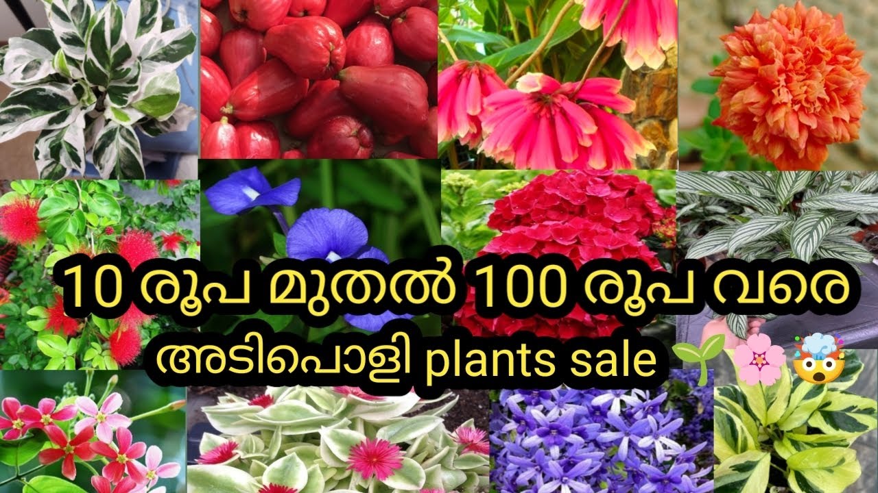 10 രൂപ മുതൽ 100 രൂപ വരെ offer sale 🌱💐🤯#kalatia #plants #garden # ...
