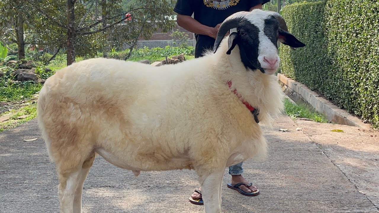 BERBURU DOMBA LOKAL DI DAERAH TEMANGGUNG PINTU REJEKI FARM - YouTube
