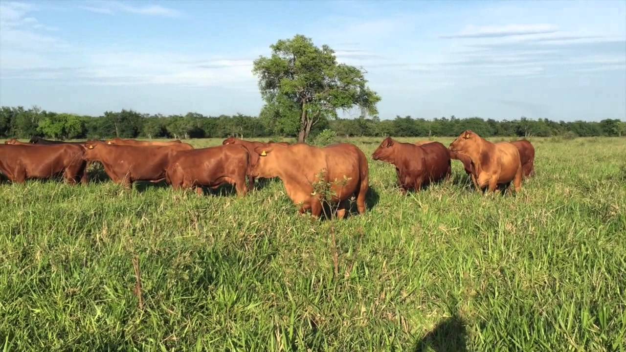 Vacas Brangus Rojo en Rancho Los Nogales en pasto Brizantha MG5 - YouTube