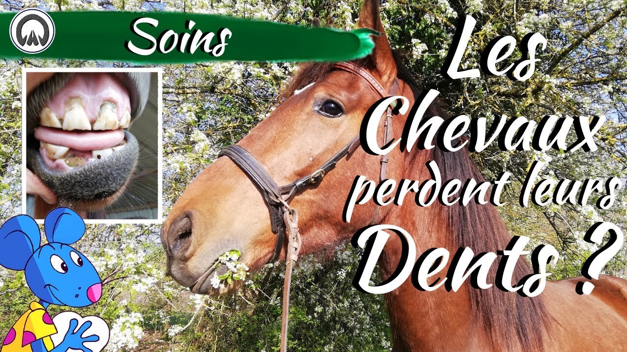 Des dents de lait aux dents définitives-Les chevaux aussi perdent leurs ...