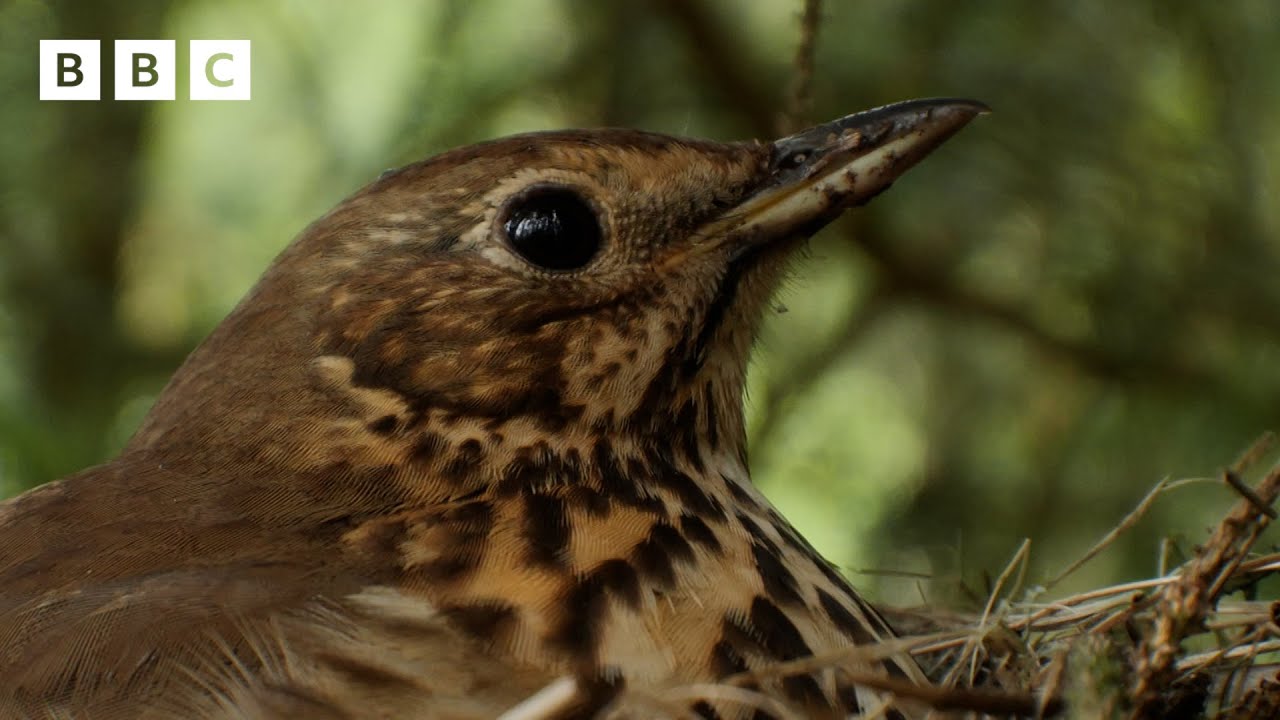 🔴 LIVE wildlife cameras 🐣 7 June 🌺 BBC Springwatch 2024 - YouTube