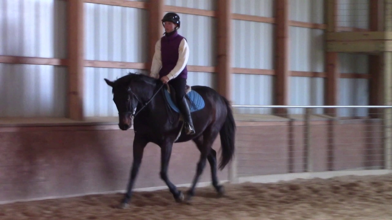 A Clever Gent - dressage indoors - YouTube