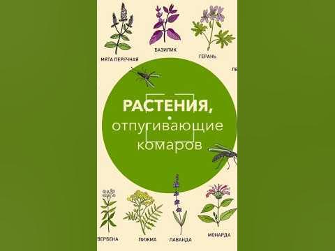 Для травниц 🌻🌾 - YouTube