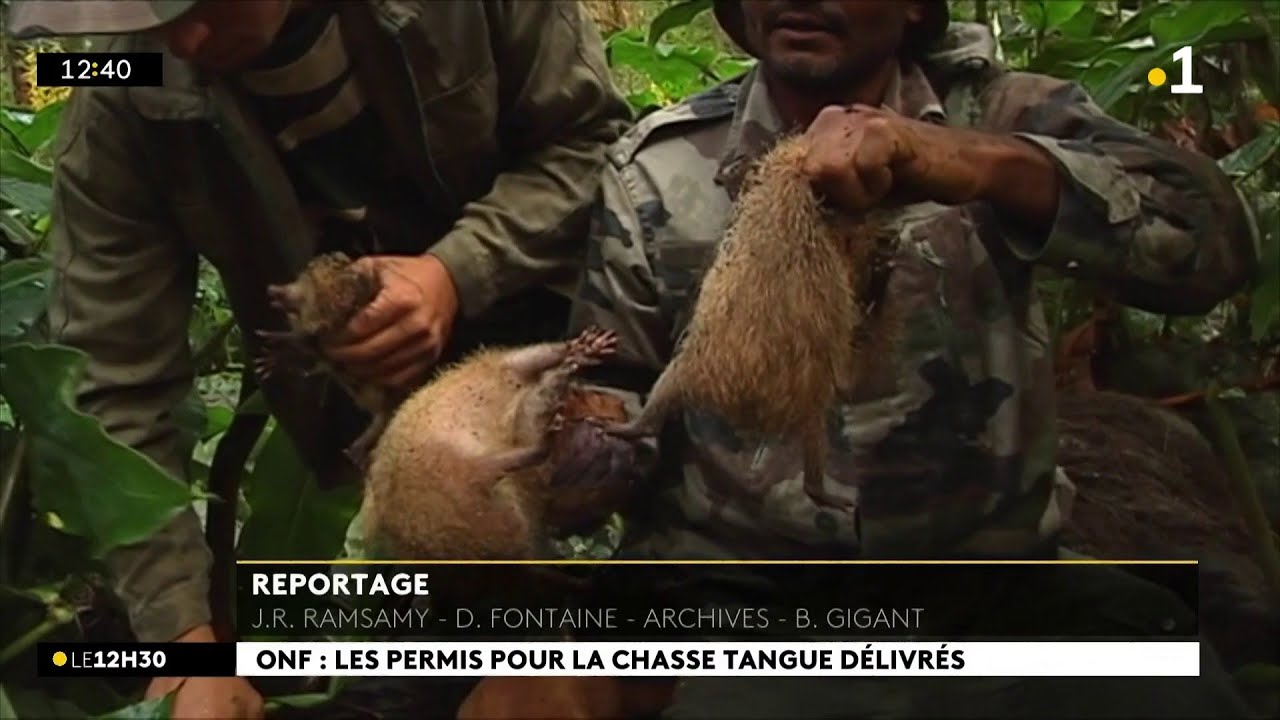 La vente des licences pour la chasse tangue est ouverte - YouTube