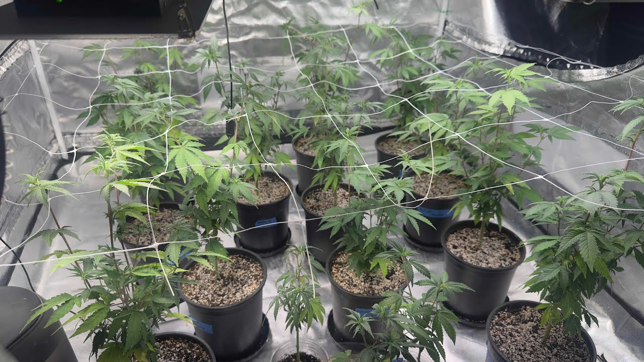 Adding humidity to 2 grow boxes with 1 humidifier (GOE420) - YouTube