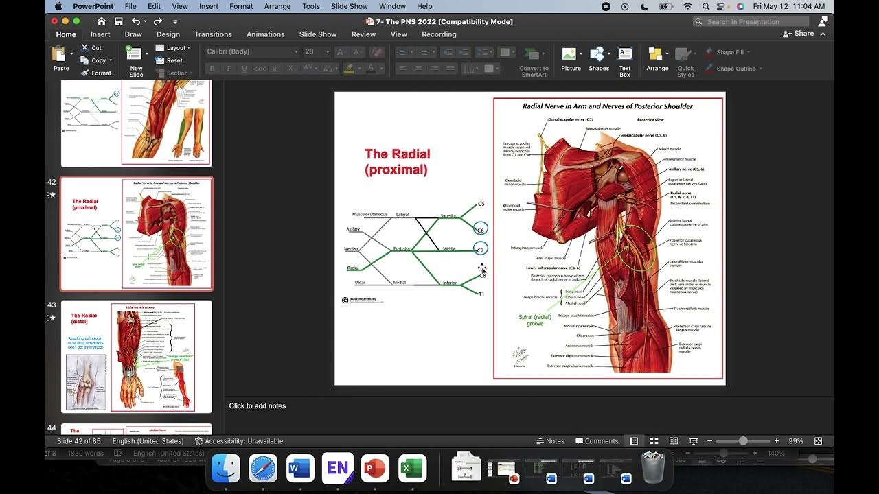 Brachial Plexus part 2 - YouTube