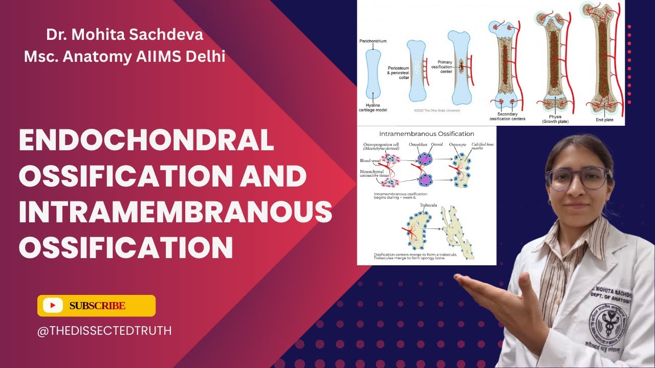 Endochondral & Intramembranous Ossification | Bone Formation Explained - YouTube