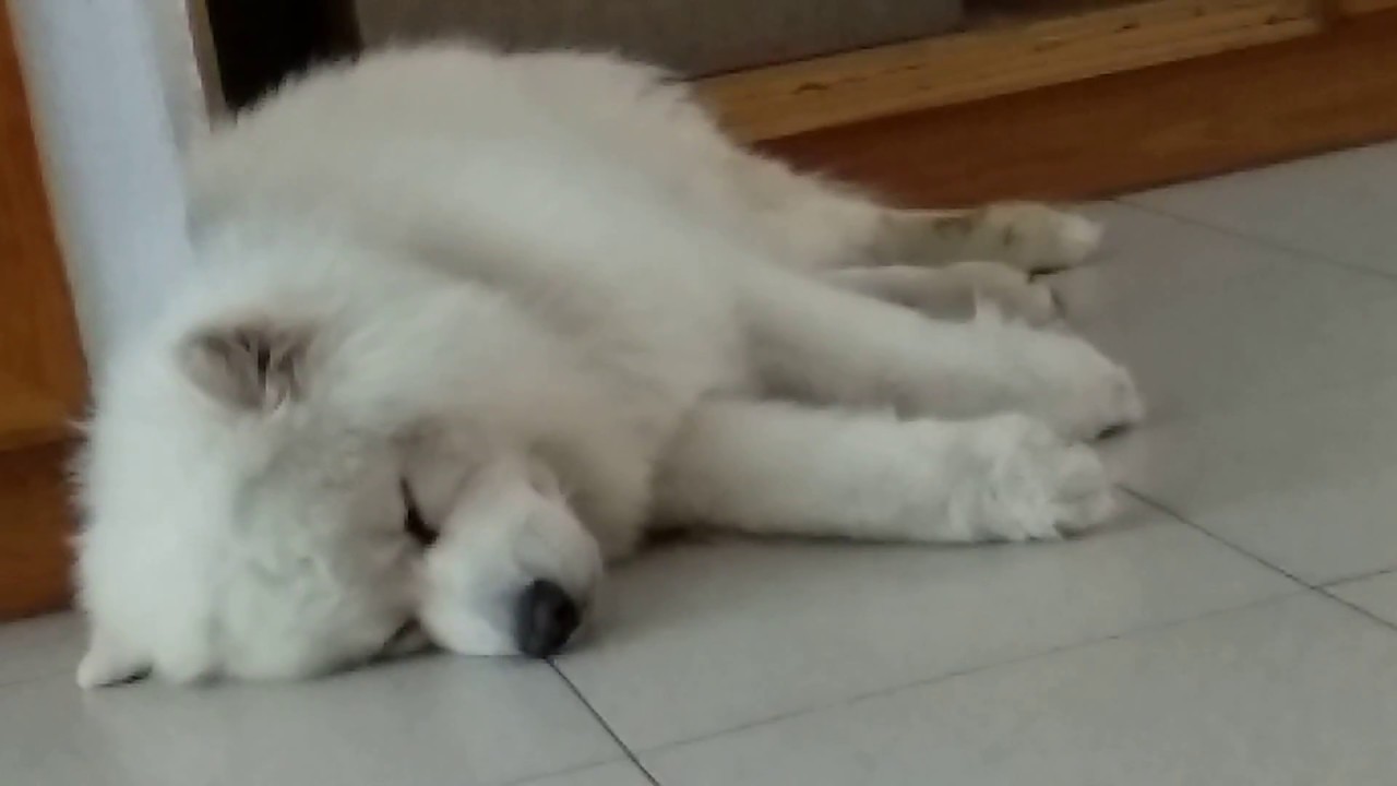My Samoyed is sleeping deeply and moving his feet - YouTube