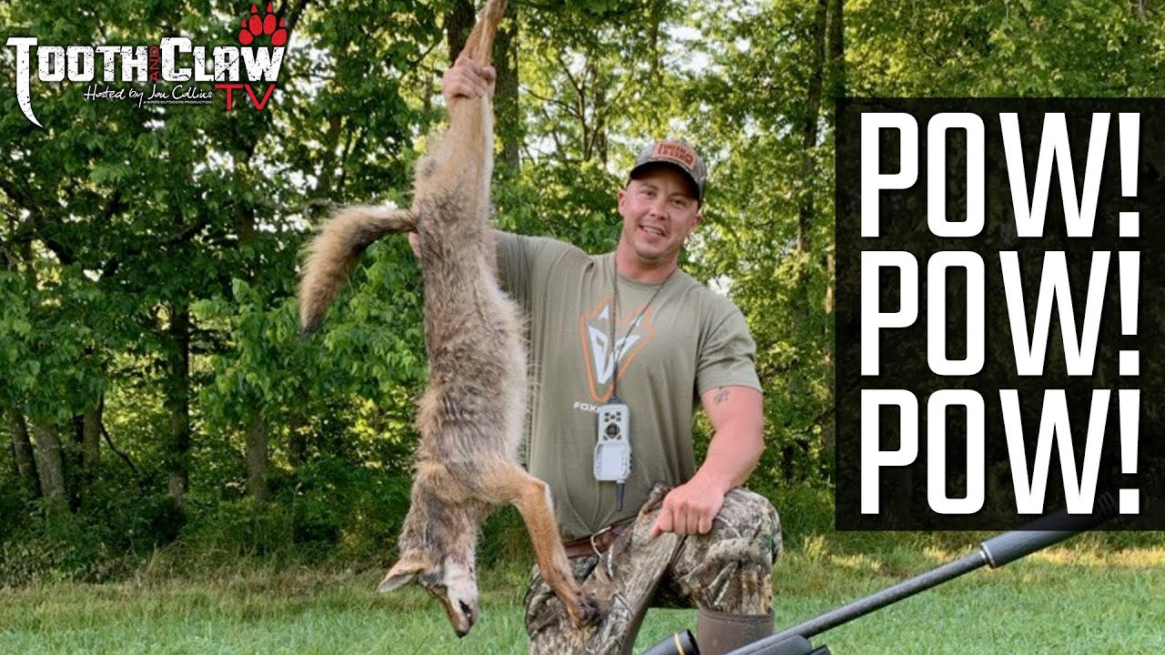 Pow! Pow! Pow! - Coyote Hunting - YouTube