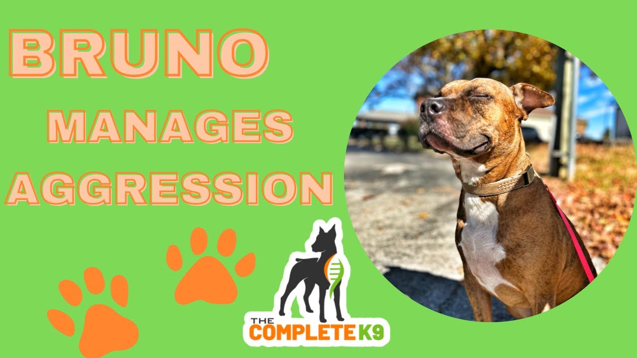 The Complete K9 - Bruno The 1 Year Old Pit Bull Mix Manages Aggression ...