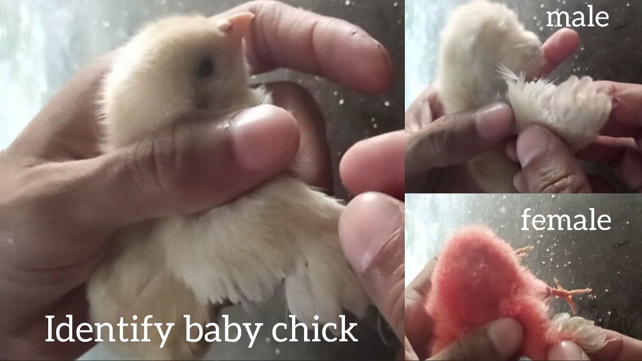 Identify the Male/Female chicks || Check difference before you buying a ...