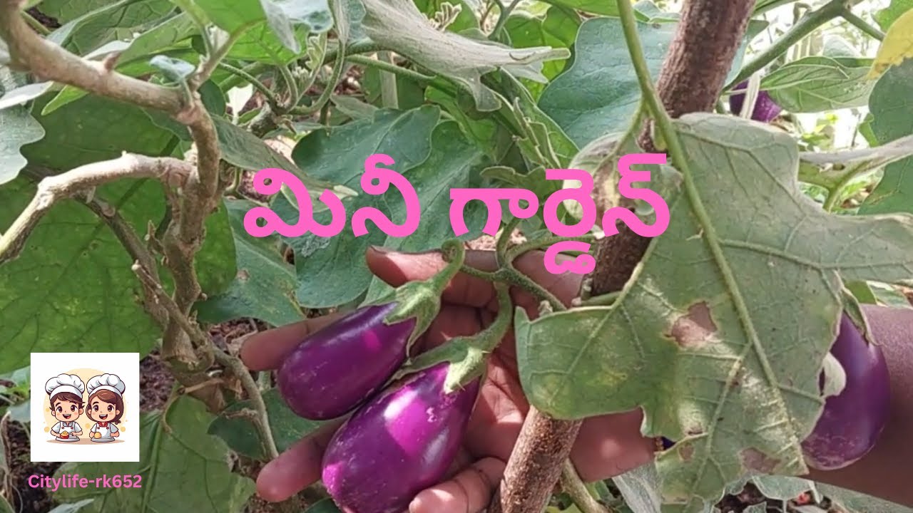 Mini garden || mini farm || Mini vegetables garden - YouTube
