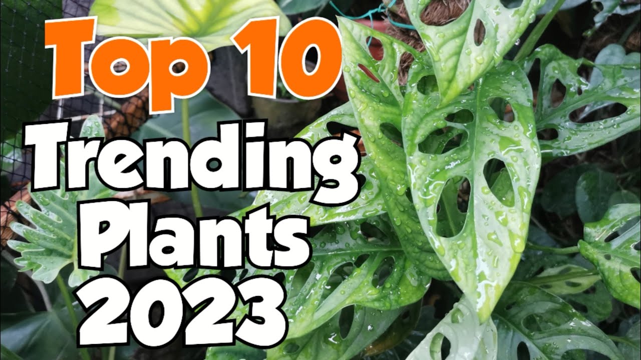 Top 10 Trending Plants 2023 - YouTube