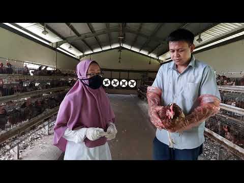 Pengambilan Sampel Darah Pada Ayam - YouTube