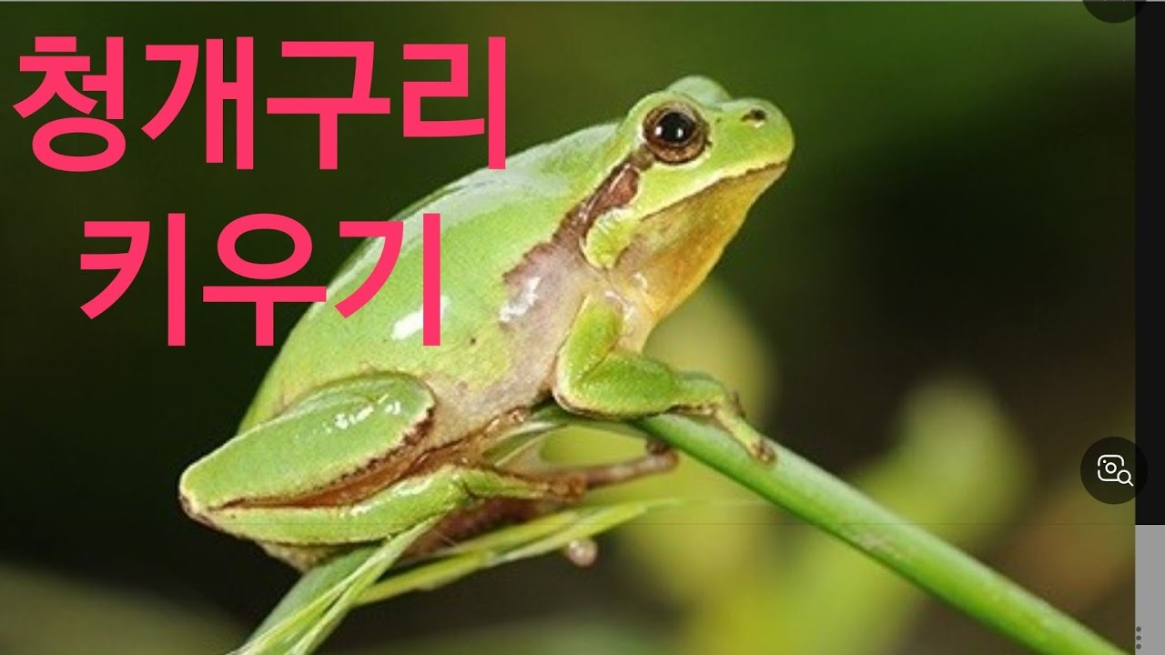 개구리 키우기 전에 꼭 보세요 Youtube