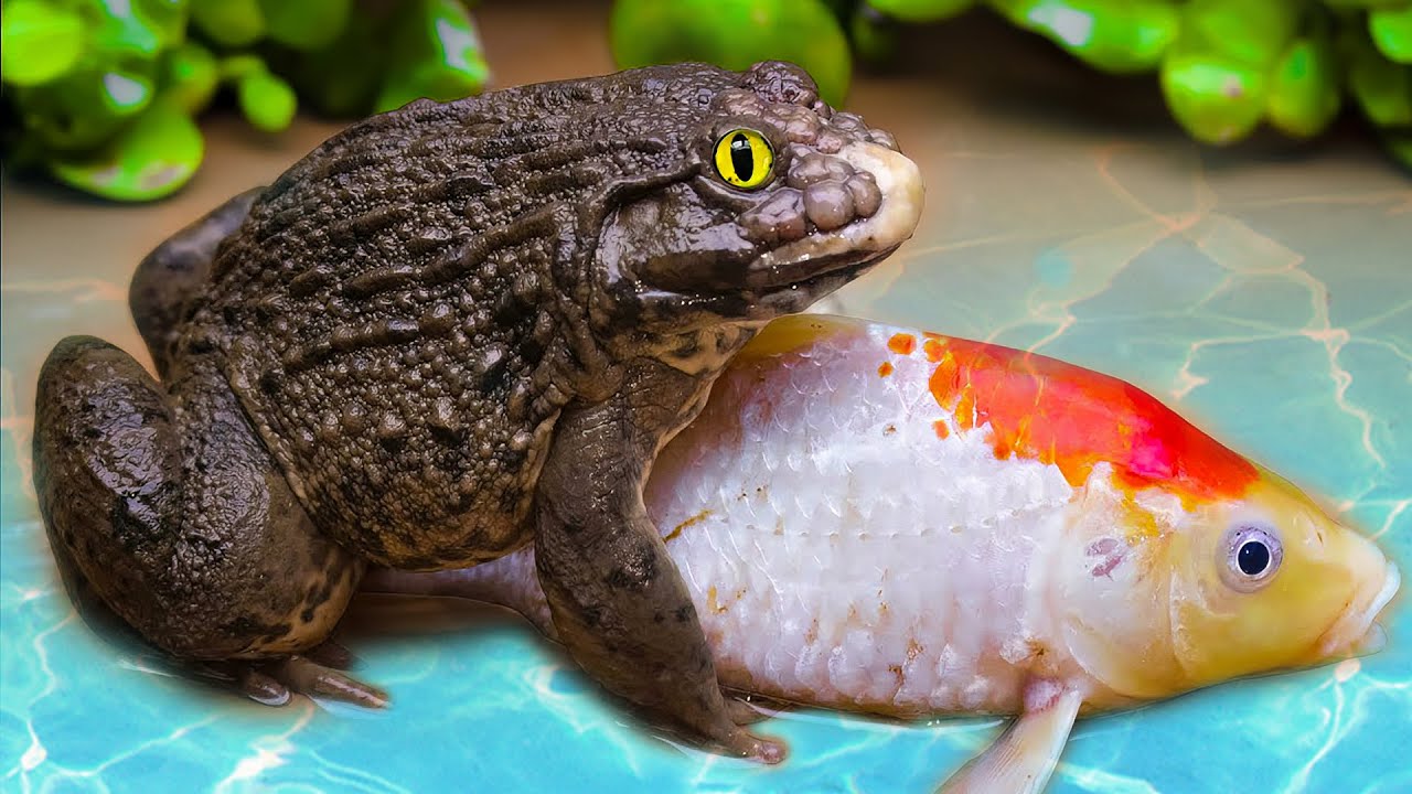 Stop Motion Mud ASMR Frogs, Eels, Crabs Hunt Koi Fish | Survival Battle ...