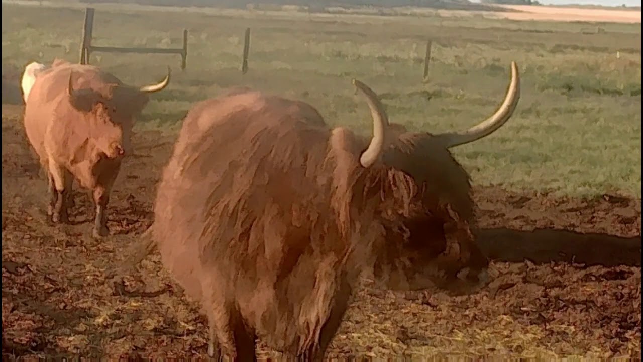 Highland Cattle 4H Documentary - YouTube