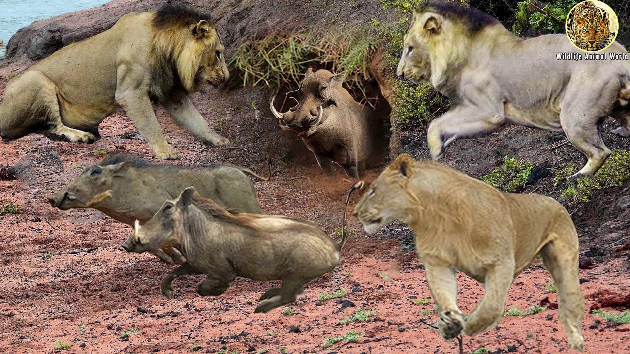 Lion Digging A Cave To Catch Boars - Knowing The Simplest Way To ...