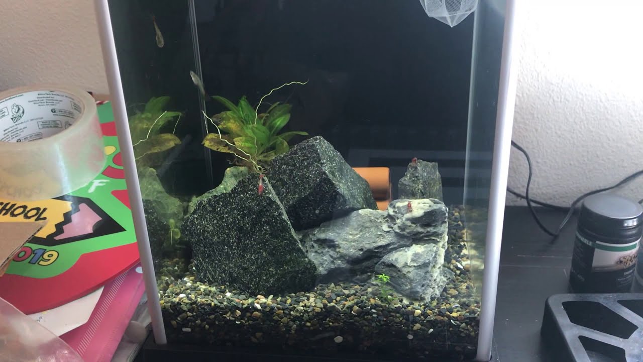 Fluval Spec 3 Shrimp Tank! - YouTube