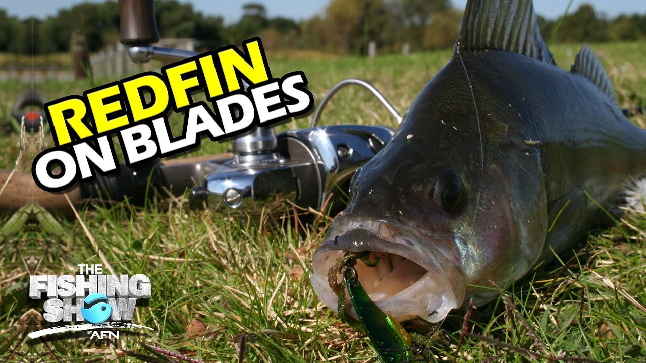 LOCAL MELBOURNE REDFIN! Redfin On Blades - YouTube