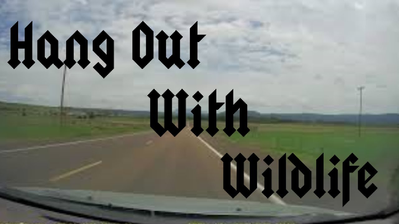 Becker Lake Wildlife - YouTube