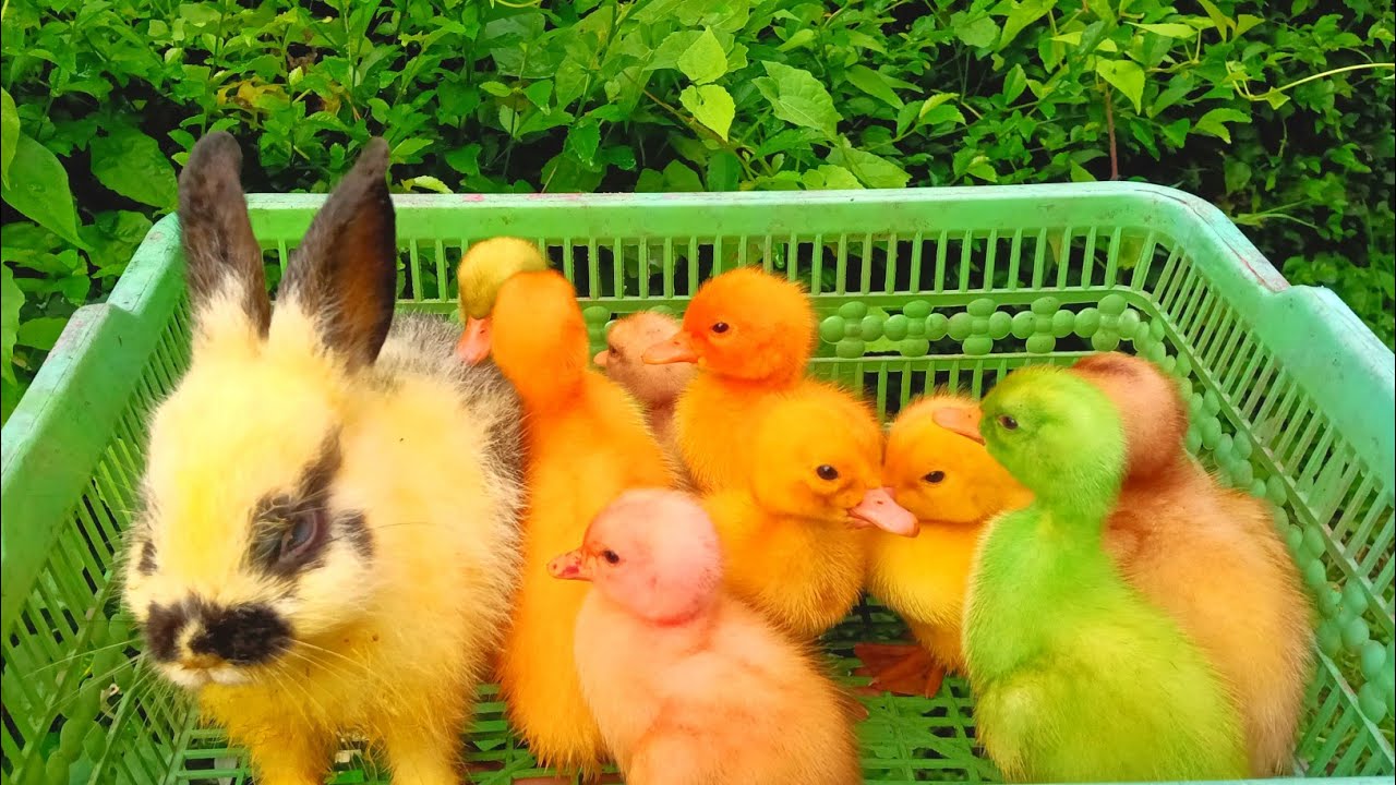 Menangkap Bebek warna warni,marmut,kelinci lucu,15@Saipul_Animal - YouTube