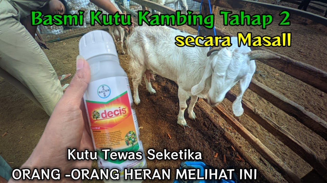 Cara ampuh basmi Kutu Kambing agar Kambing tidak kurus 100% ampuh - YouTube