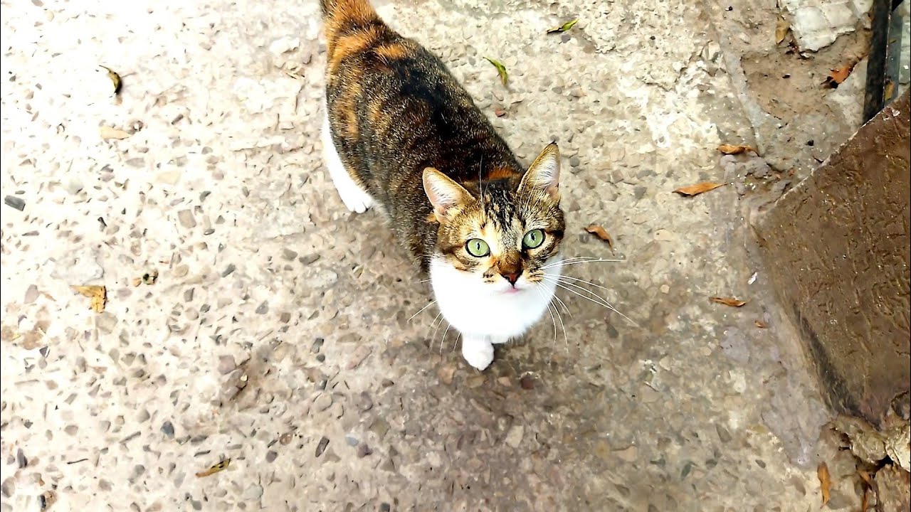 A beautiful, loving street kitten will knock your heart out. - YouTube
