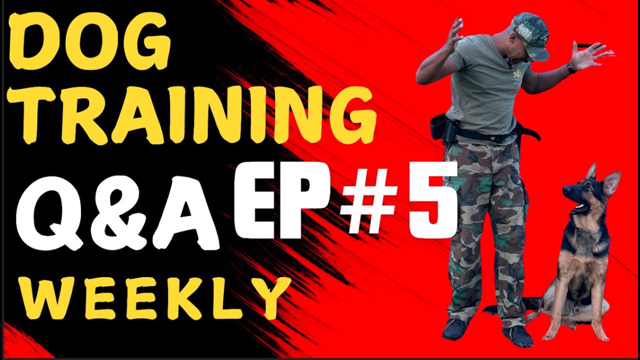 Dog training k9 dog trainer obedience protection tactical training tips ...