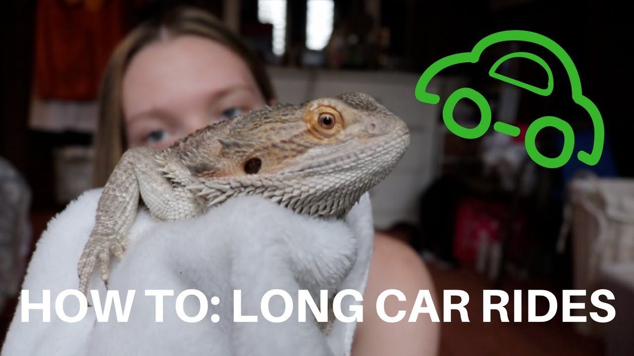 HOW TO TAKE YOUR BEARDED DRAGON ON LONG CAR RIDES YouTube how-to-take-your-bearded-dragon-on-long-car-rides-youtube
