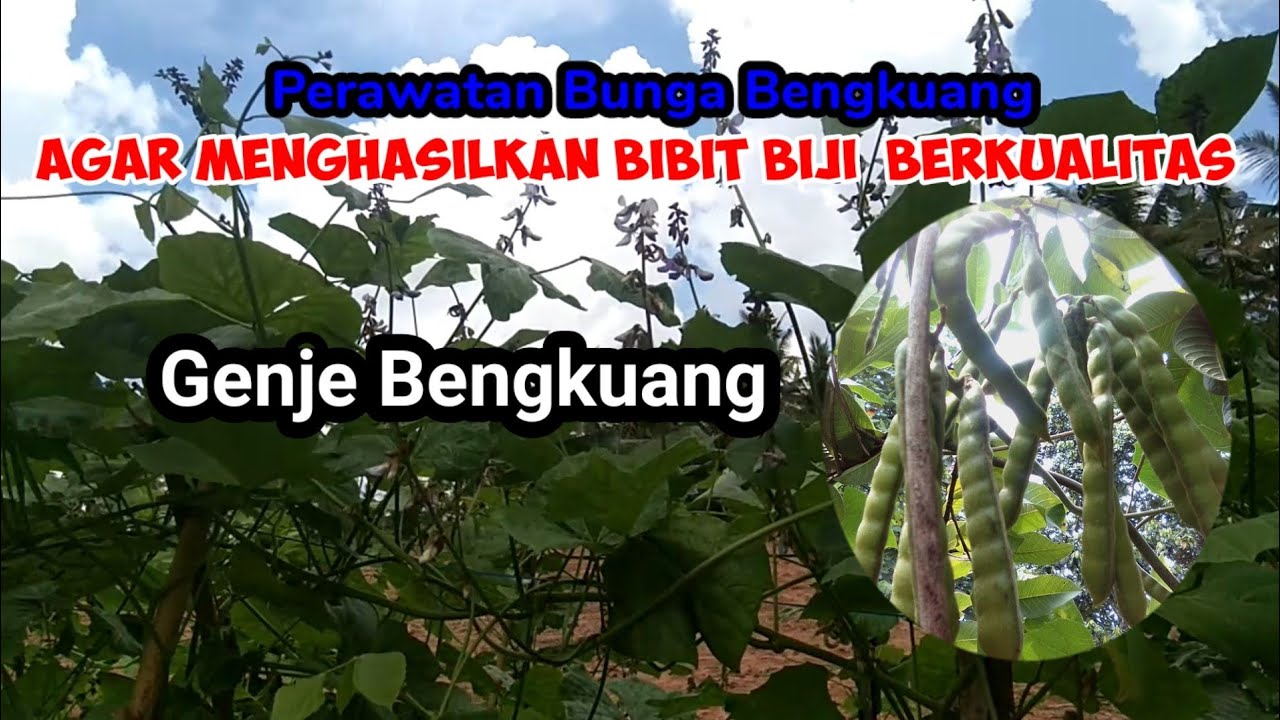 Waou Ternyata Begini Perawatan Tanaman Bengkoang Agar Menghasilkan ...